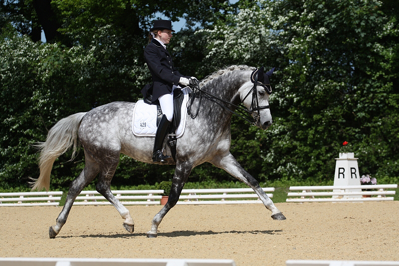 Nochmal Starker Trab Foto & Bild | sport, sport mit tieren, pferdesport ...