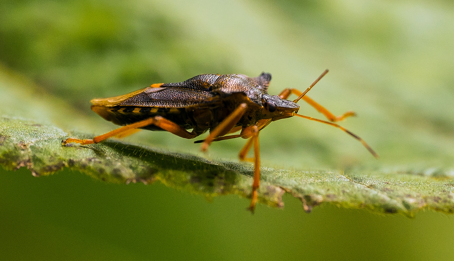 Nochmals die Wanze Foto & Bild | tiere, wildlife, insekten Bilder auf ...