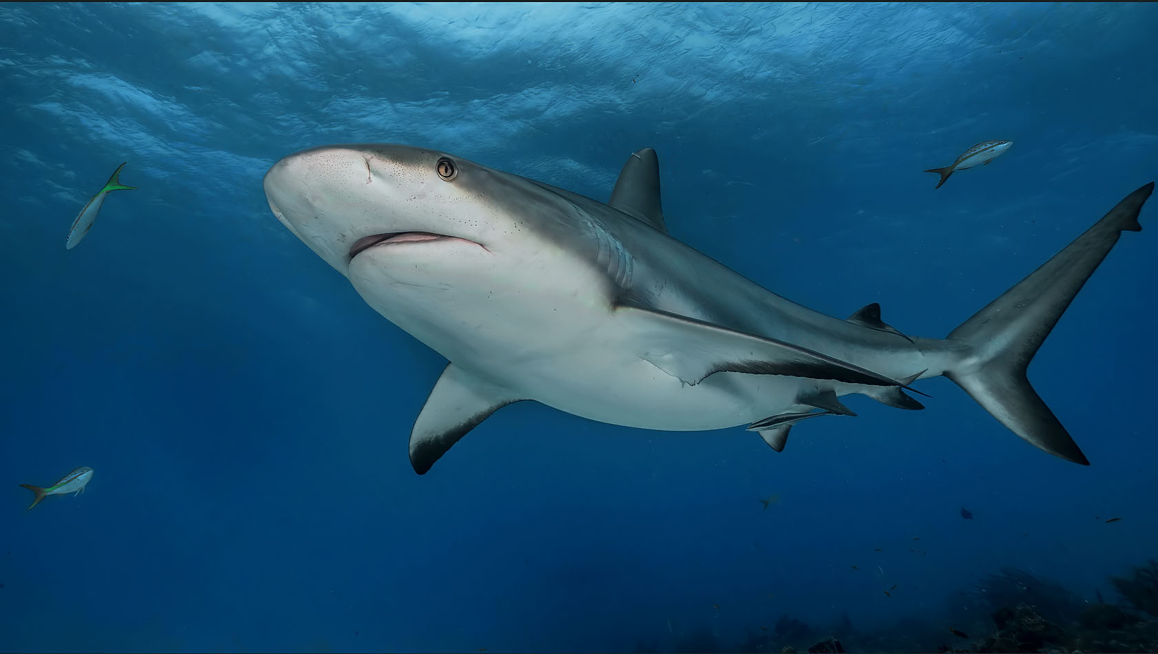 Nochmals mein Riffhai Foto & Bild | natur, tiere, wildlife Bilder auf ...