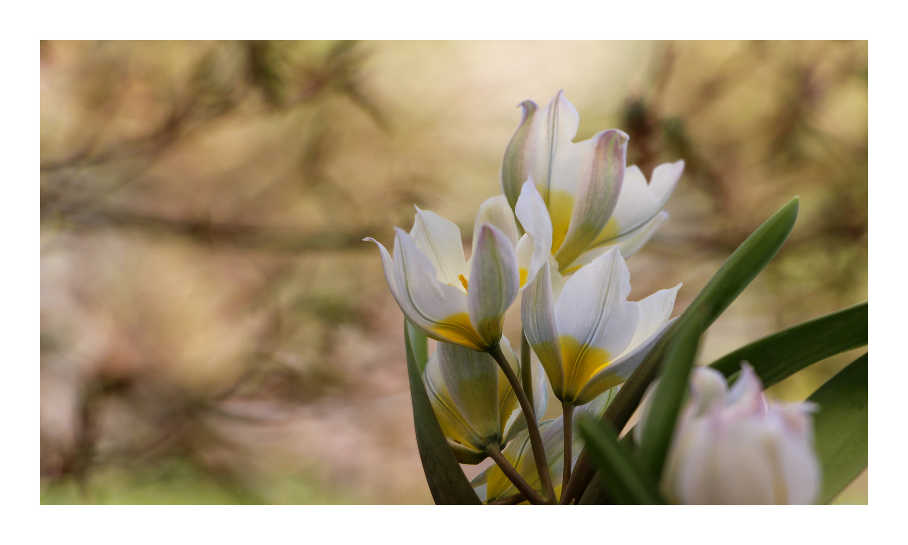 Nochmals Tulpen Foto & Bild | tulpen, frühling, natur Bilder auf fotocommunity