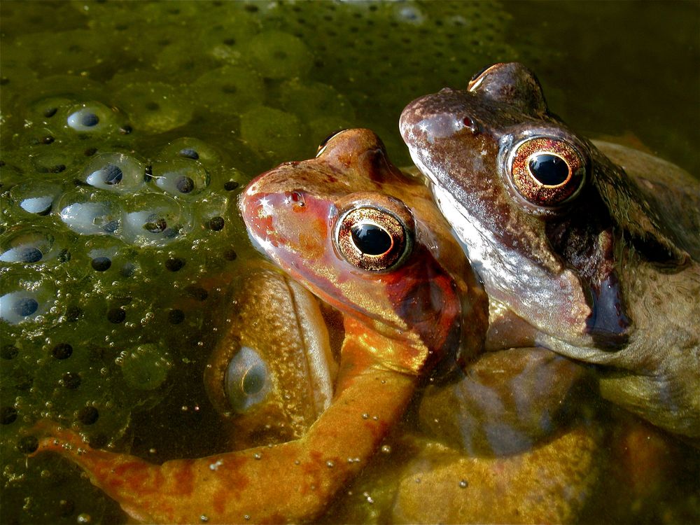 Amphibien/Reptilien | Fotos