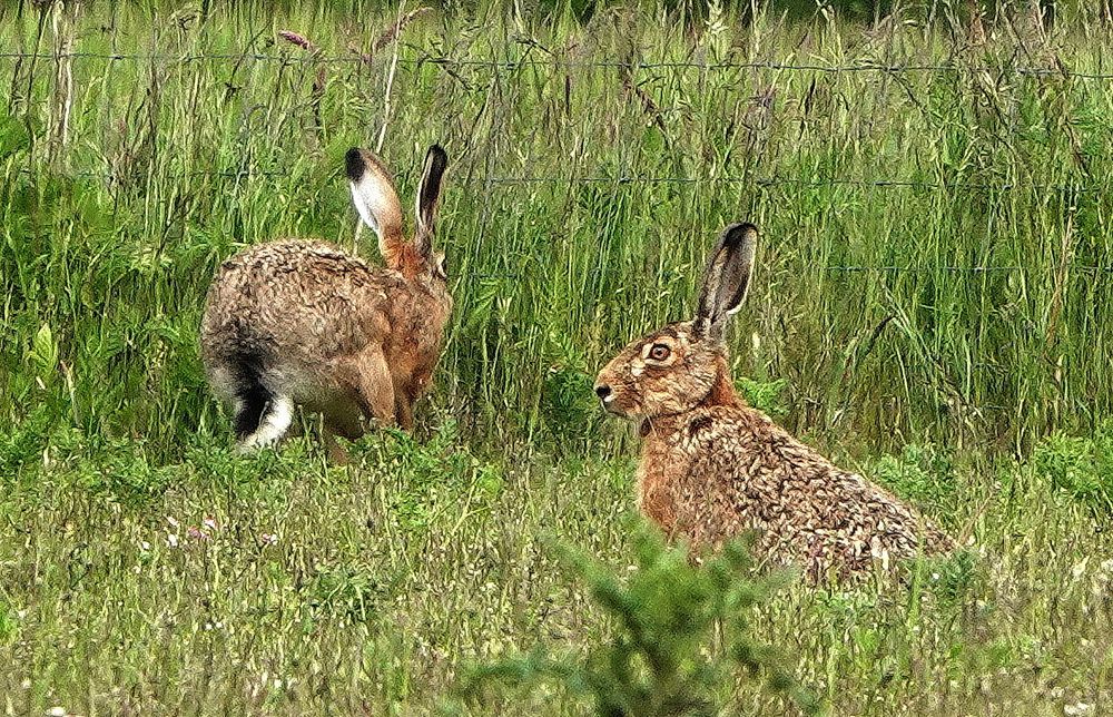 noch'n Hasen-Duo Foto & Bild | europe, scandinavia, denmark Bilder auf ...