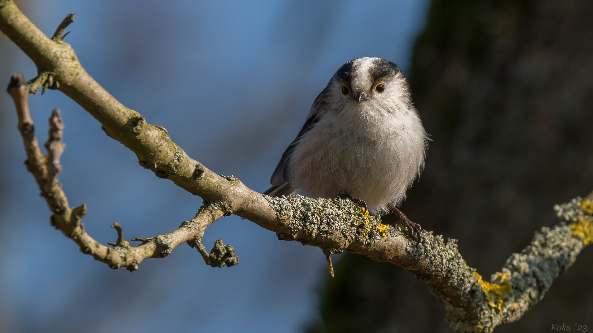 noch´n süßer Fratz Foto & Bild | tiere, wildlife, wild lebende vögel ...