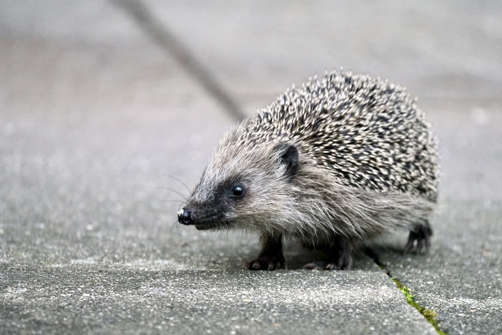 Nördlicher Weißbrustigel Foto & Bild | tiere, wildlife, säugetiere ...