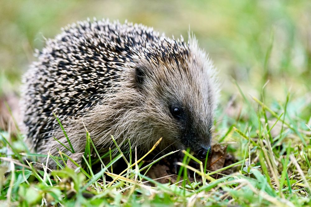 Nördlicher Weißbrustigel (Erinaceus roumanicus) Foto & Bild | tiere ...