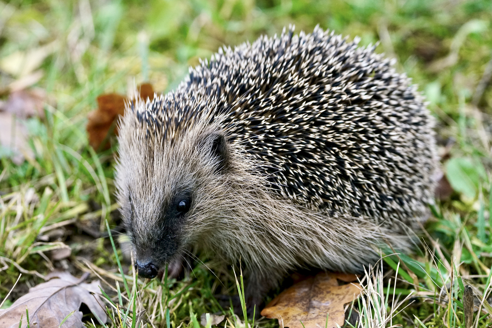 Nördlicher Weißbrustigel (Erinaceus roumanicus) Foto & Bild | tiere ...