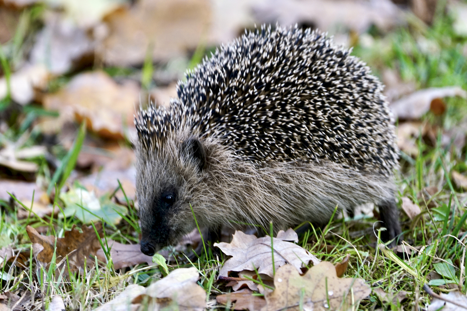 Nördlicher Weißbrustigel (Erinaceus roumanicus) Foto & Bild | tiere ...