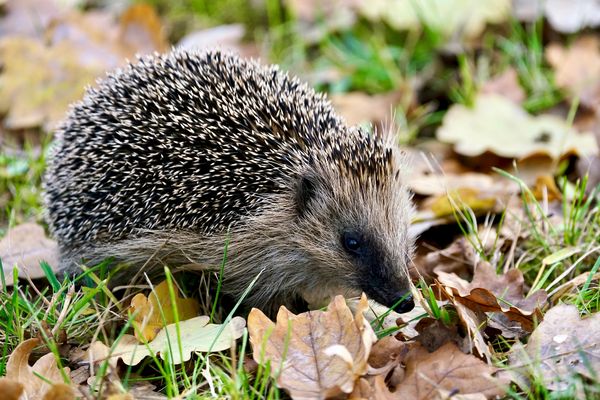 Insektenfresser Bilder & Fotos