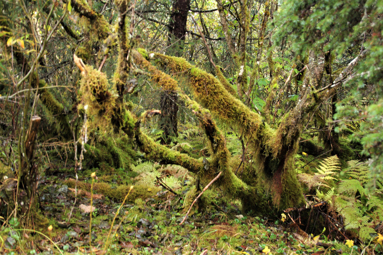 ...nördlichster Urwald der Welt Foto & Bild | alaska natur urwald ...