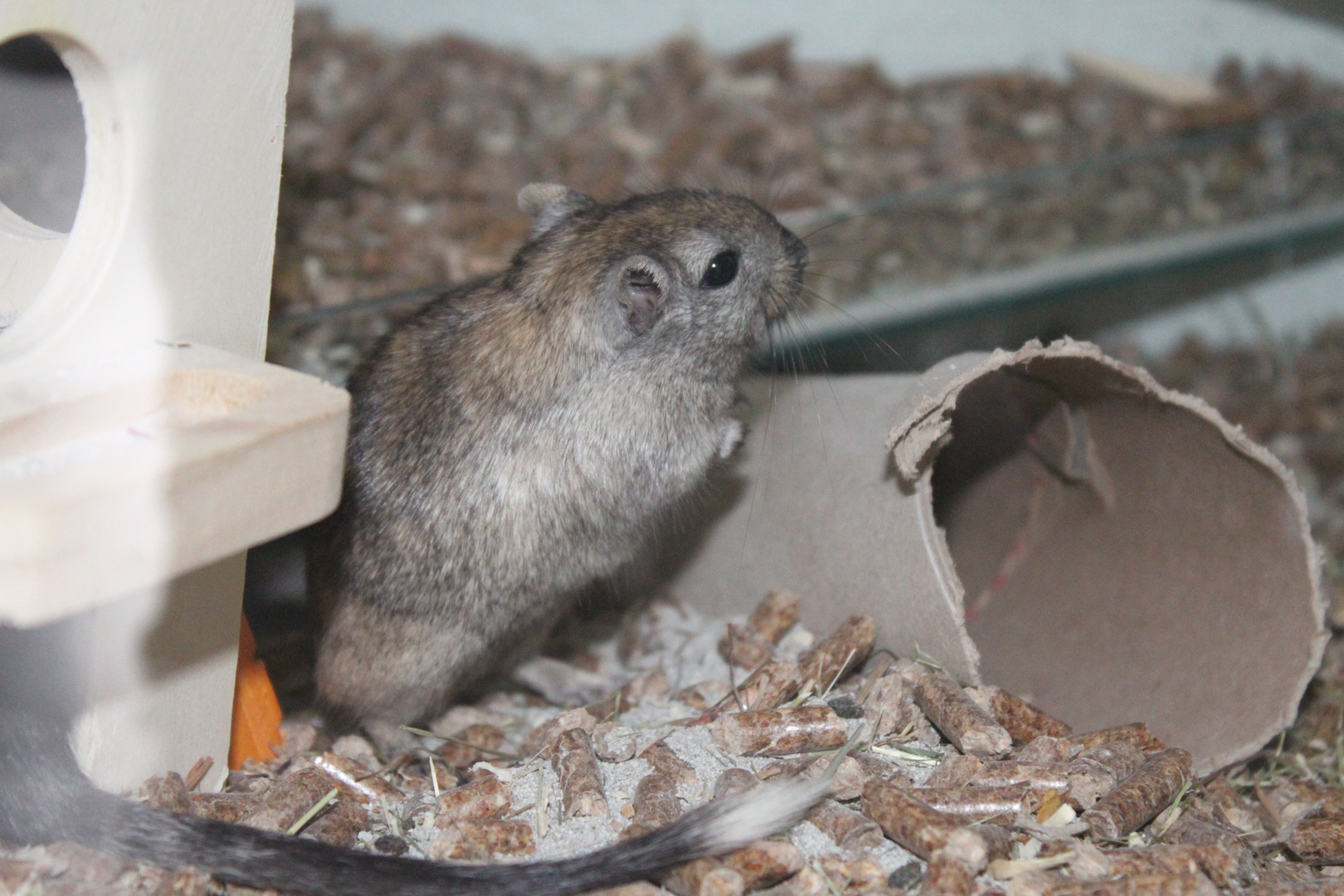 Noisette photo et image | natur, herbst, animaux Images fotocommunity