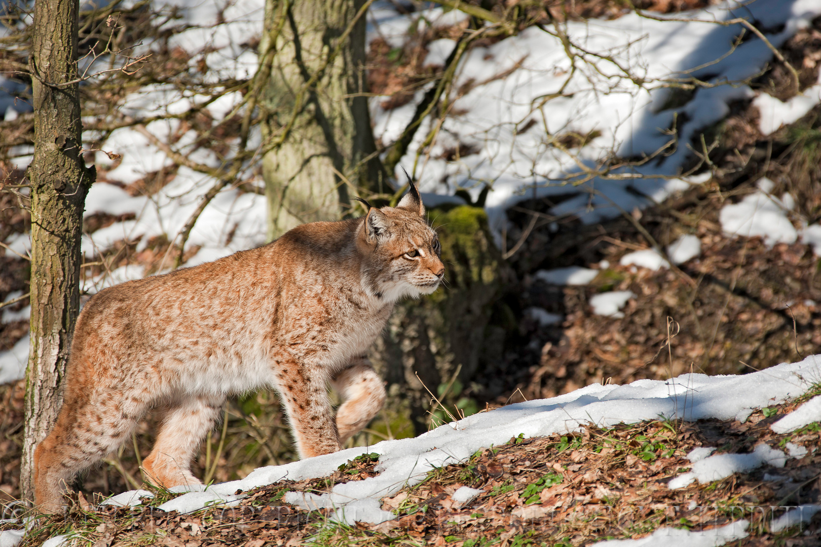 Nonchalant... photo et image | animaux, animaux sauvages, oiseaux ...