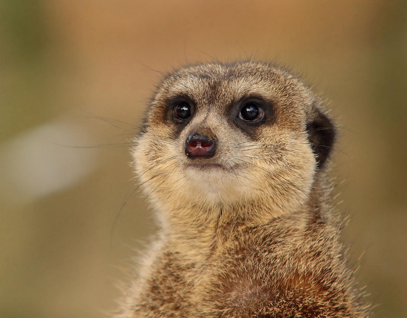 Norbert Grabowski Foto & Bild | tiere, zoo, wildpark & falknerei ...