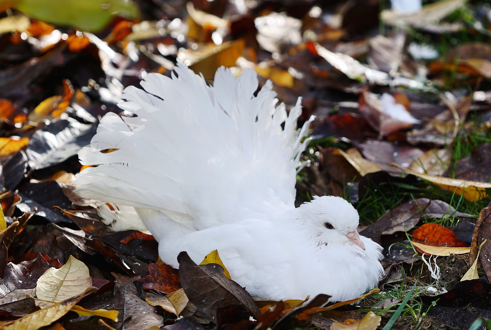 Nordafrikanische Lachtaube Foto & Bild | tiere, zoo, wildpark ...