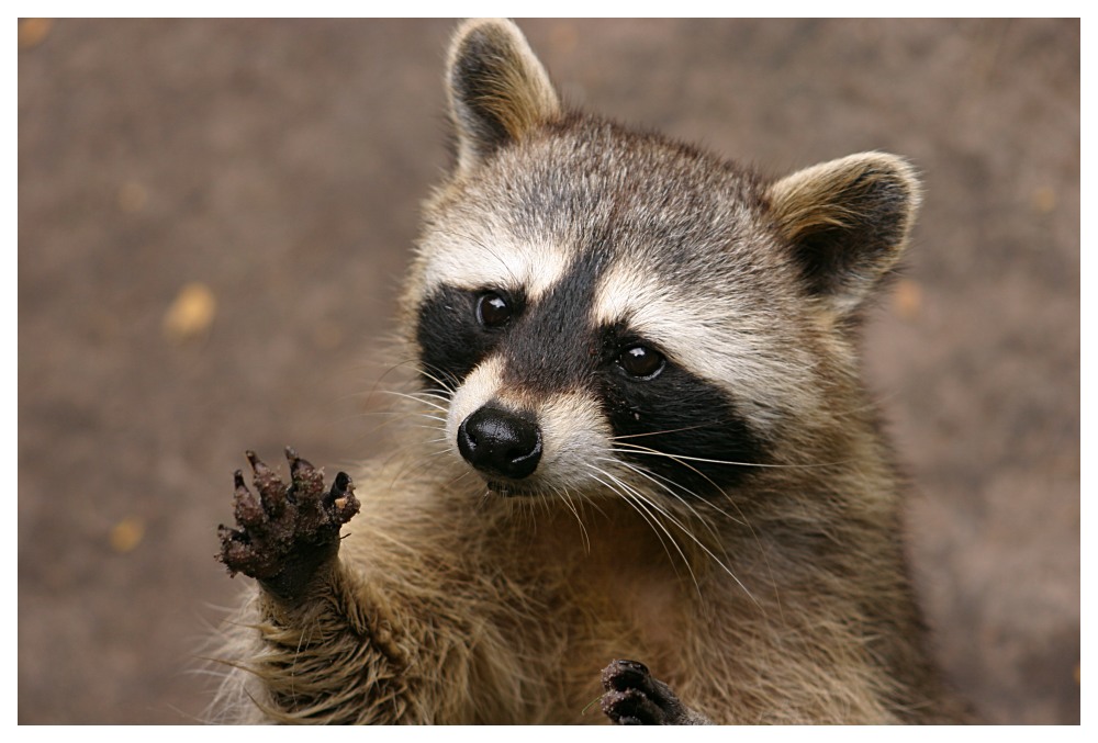 Nordamerikanischer Waschbär (Procyon lotor) Foto & Bild | tiere, zoo ...