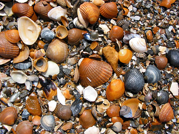 Nordseemuscheln Foto & Bild | natur-makros, natur-kreativ ...