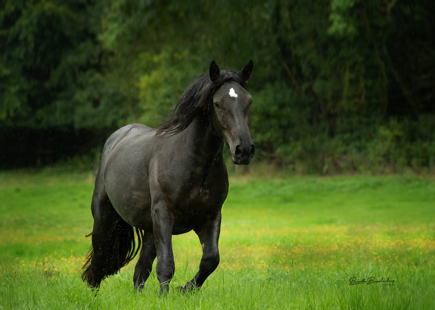 Noriker Stute Foto & Bild | grün, frühling, natur Bilder auf fotocommunity