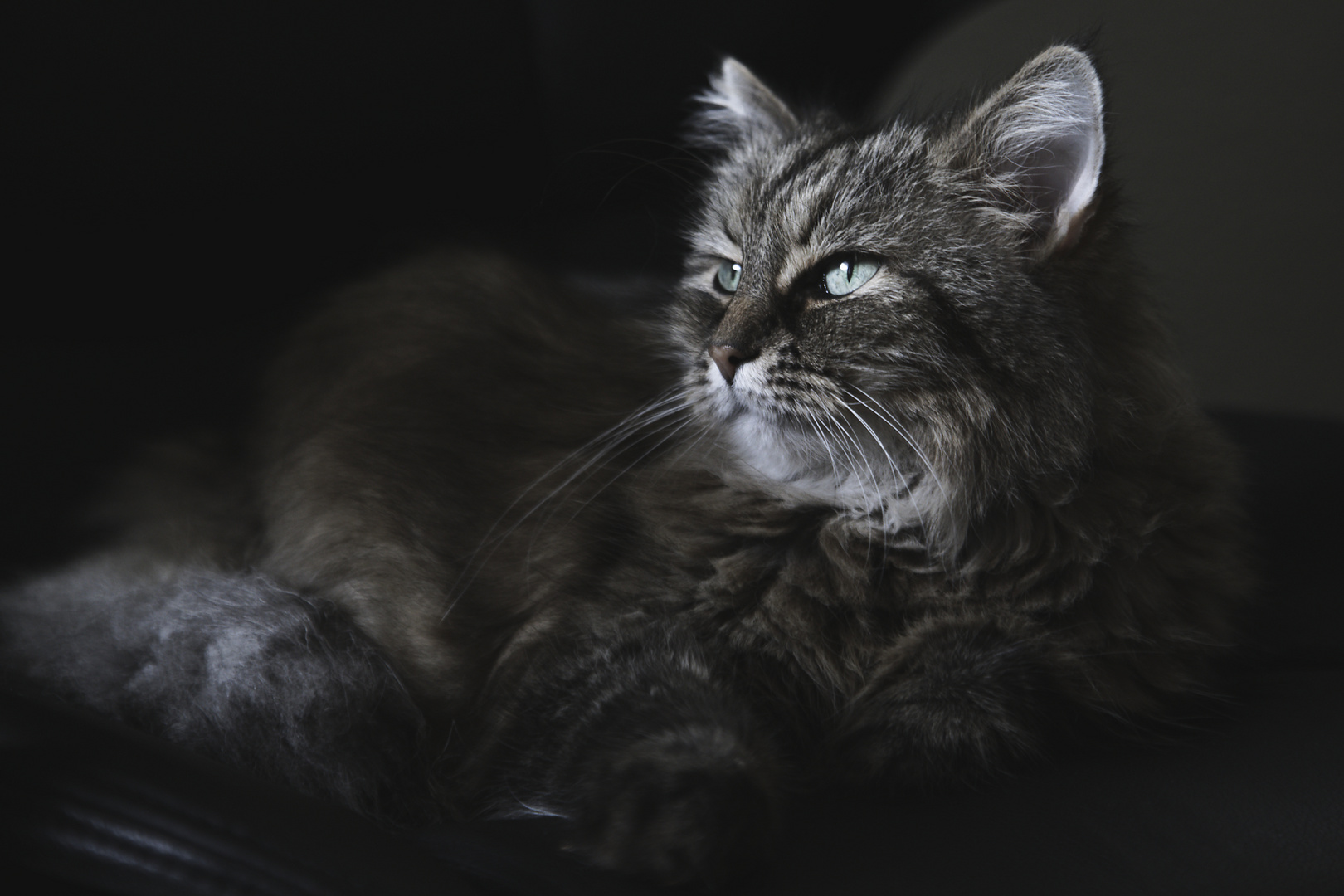 Norwegian wildcat Foto & Bild | tiere, haustiere, katzen Bilder auf ...