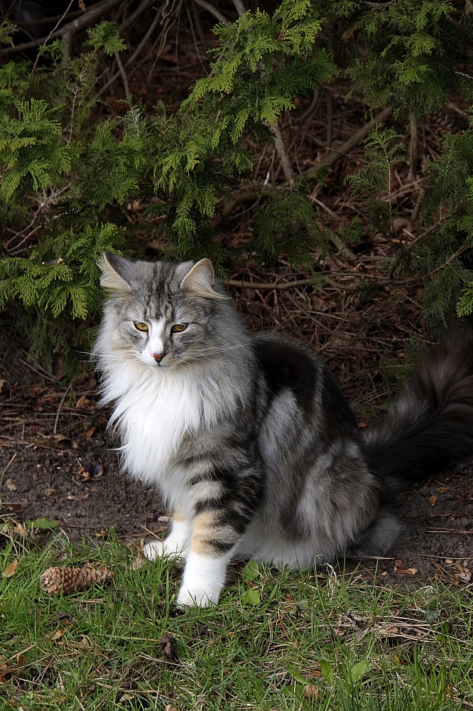Norwegische Berg-Katze Foto & Bild | tiere, haustiere, katzen Bilder ...