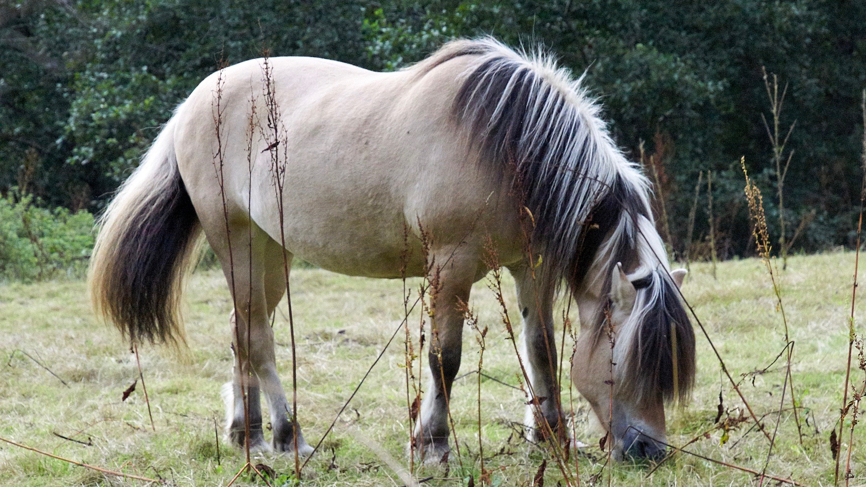 Norwegisches Fjordpferd Foto & Bild | natur, pferde, tiere Bilder auf ...