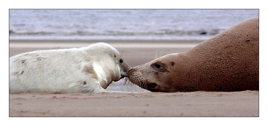 nose cuddle Foto & Bild | tiere, wildlife, natur Bilder auf fotocommunity