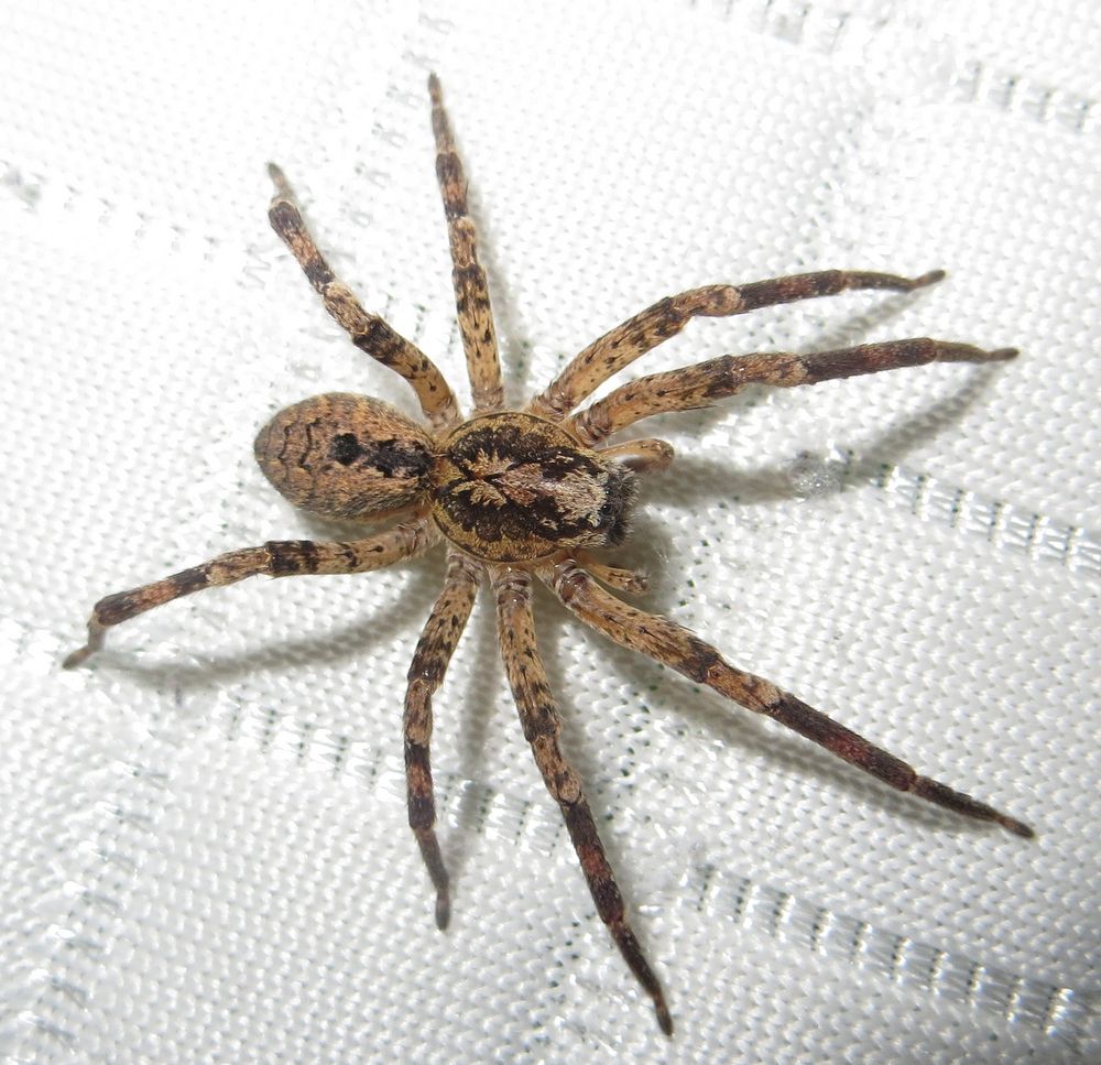 Nosferatu-Spinne Foto & Bild | tiere, wildlife, spinnen Bilder auf ...