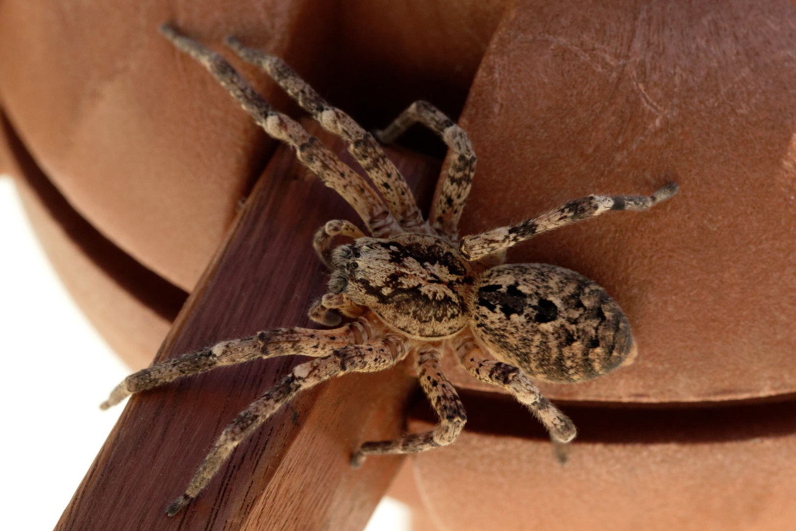 Nosferatu-Spinne (Zoropsis spinimana) Foto & Bild | tiere, wildlife ...