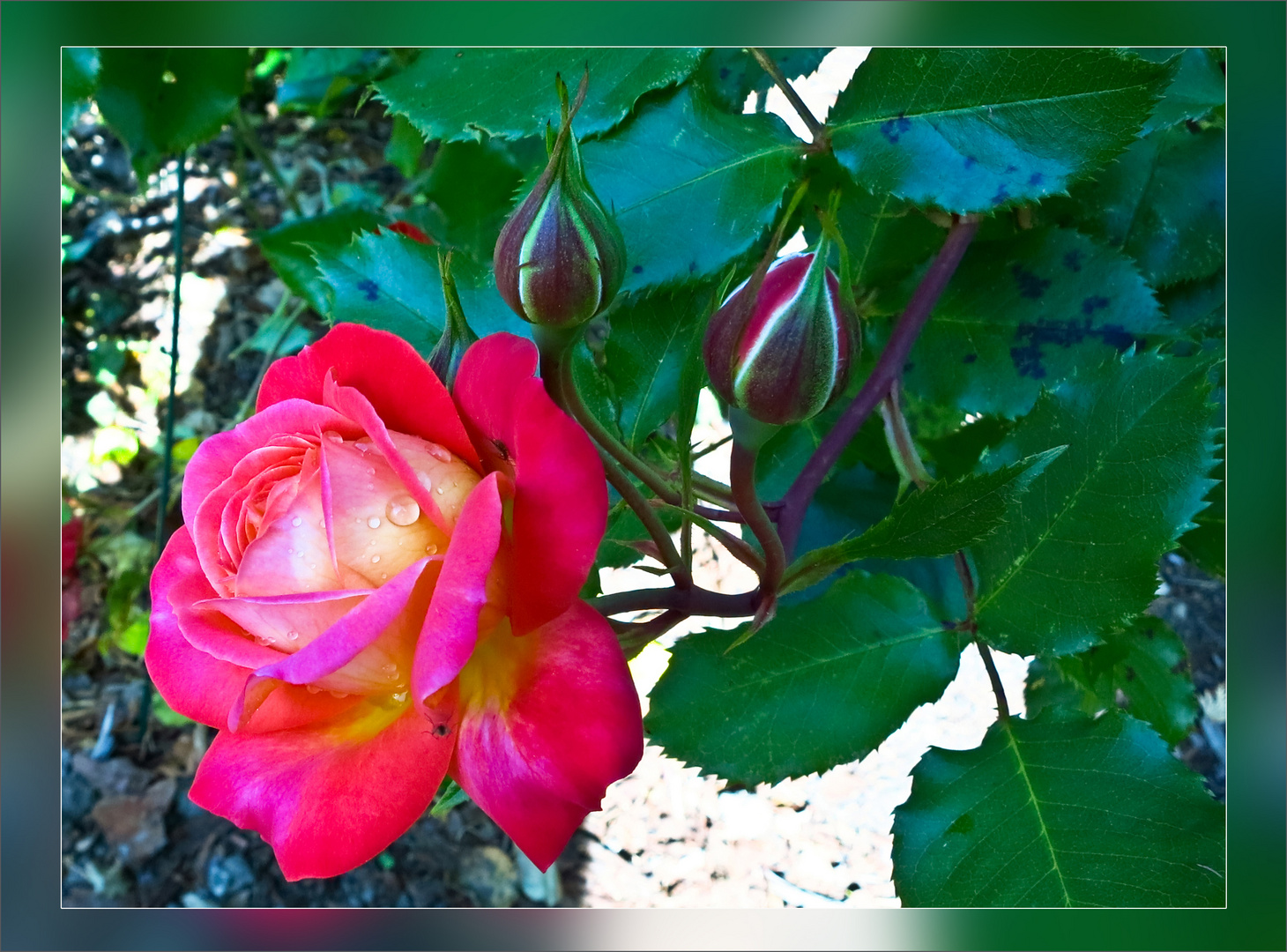 Nostalgie-Rose Foto & Bild | pflanzen, pilze & flechten, blüten ...