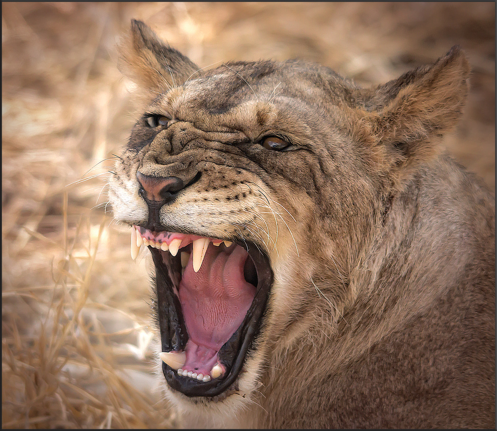 Not Amused Foto Bild Tiere Wildlife S ugetiere Bilder Auf not-amused-foto-bild-tiere-wildlife-s-ugetiere-bilder-auf