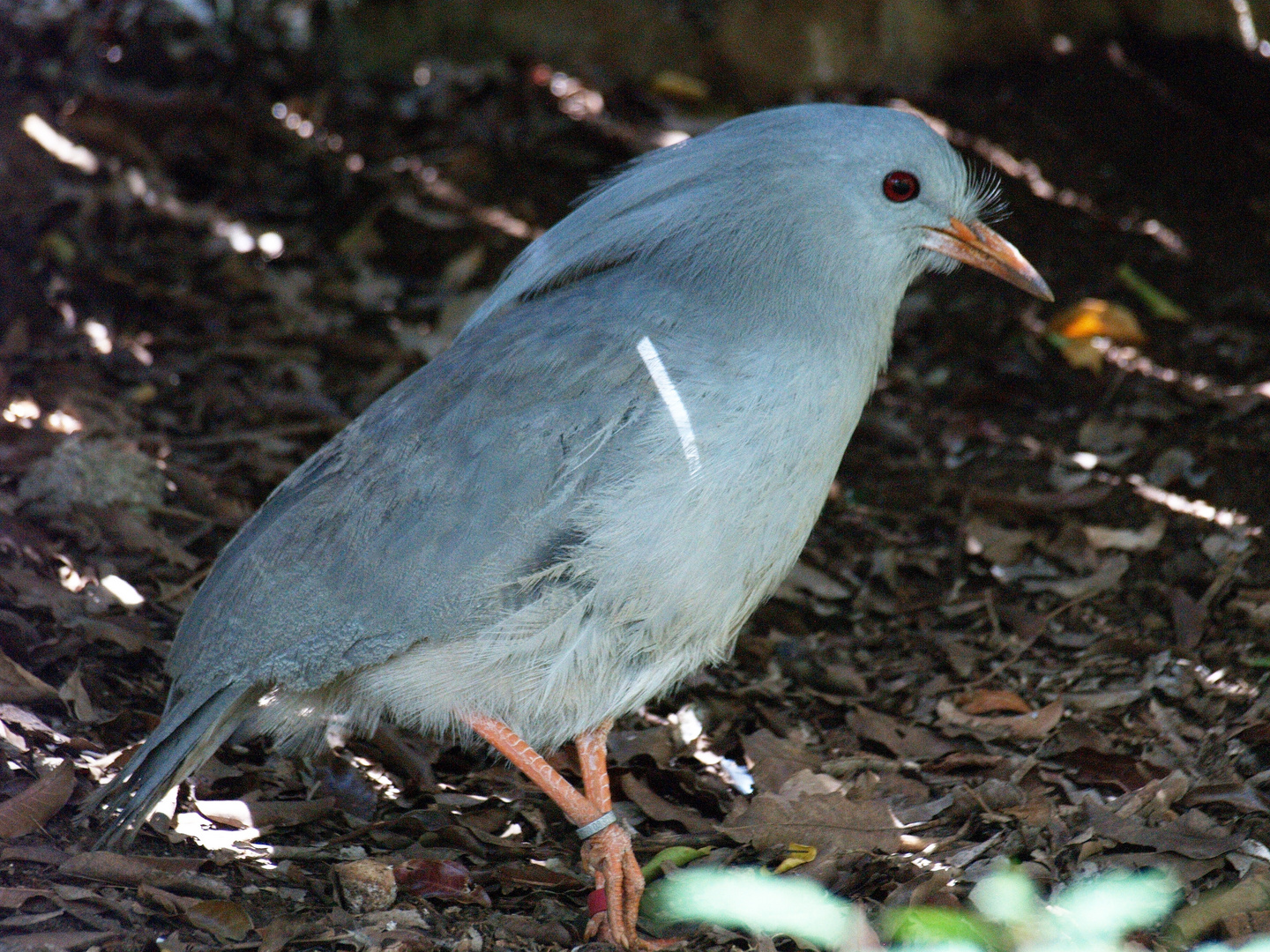 Nouméa - Parc zoologique et forestier 11 - Kagou huppé ou Cagou photo ...