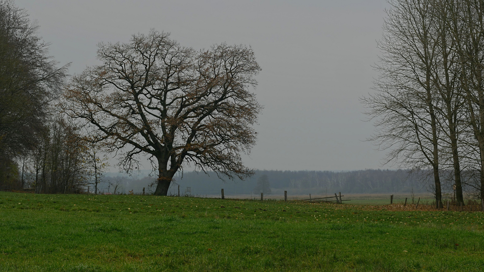 November ... Foto & Bild | bäume, stille, natur Bilder auf fotocommunity