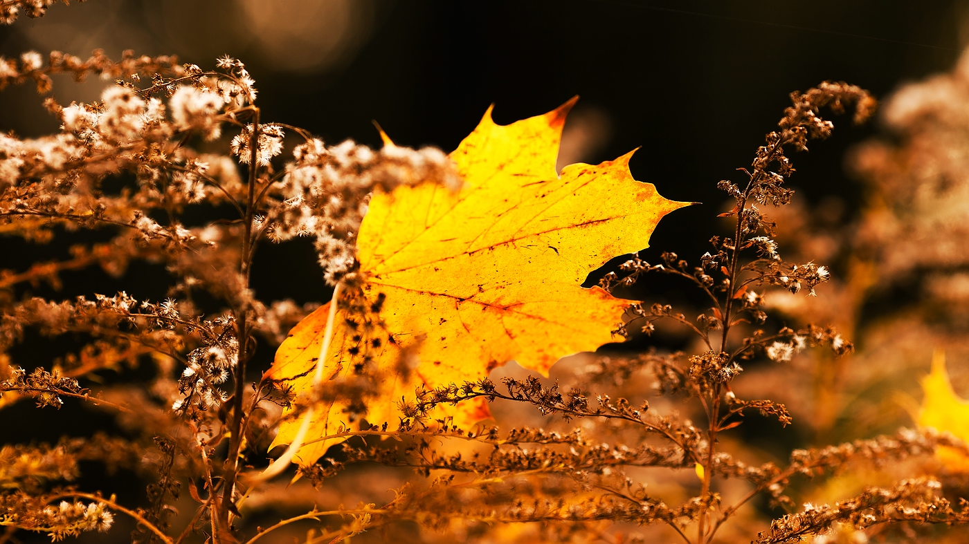 November - 2 - Foto & Bild | jahreszeiten, herbst, emotionen Bilder auf ...