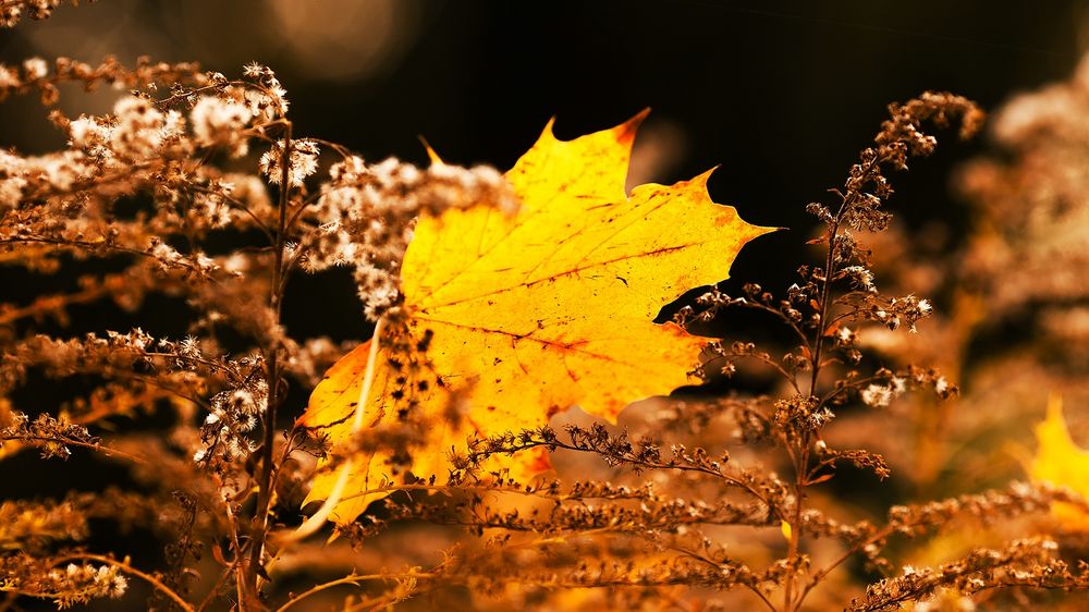 November - 2 - Foto & Bild | jahreszeiten, herbst, emotionen Bilder auf ...