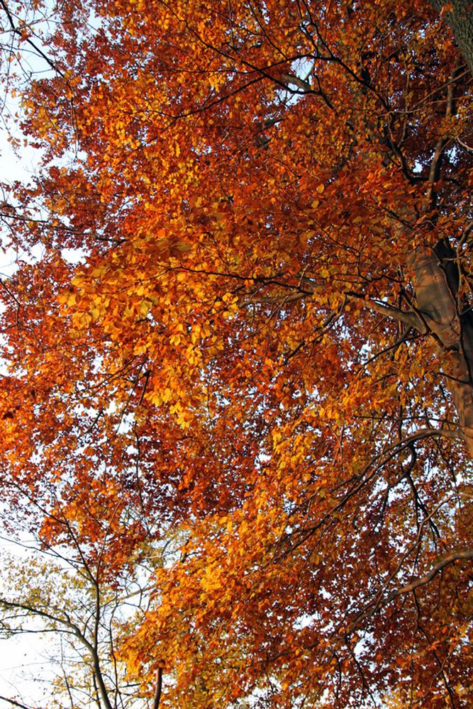 November 2011 in Berlin Foto & Bild | archiv projekte naturchannel ...