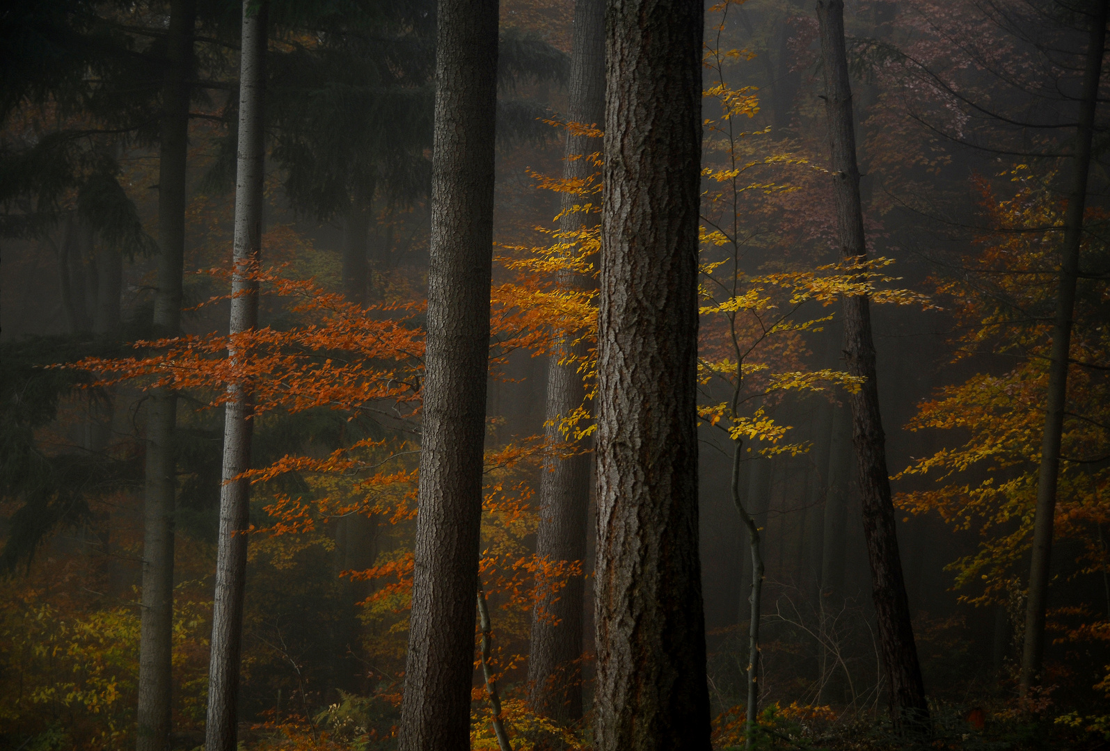 November Foto & Bild | jahreszeiten, herbst, wald Bilder auf fotocommunity