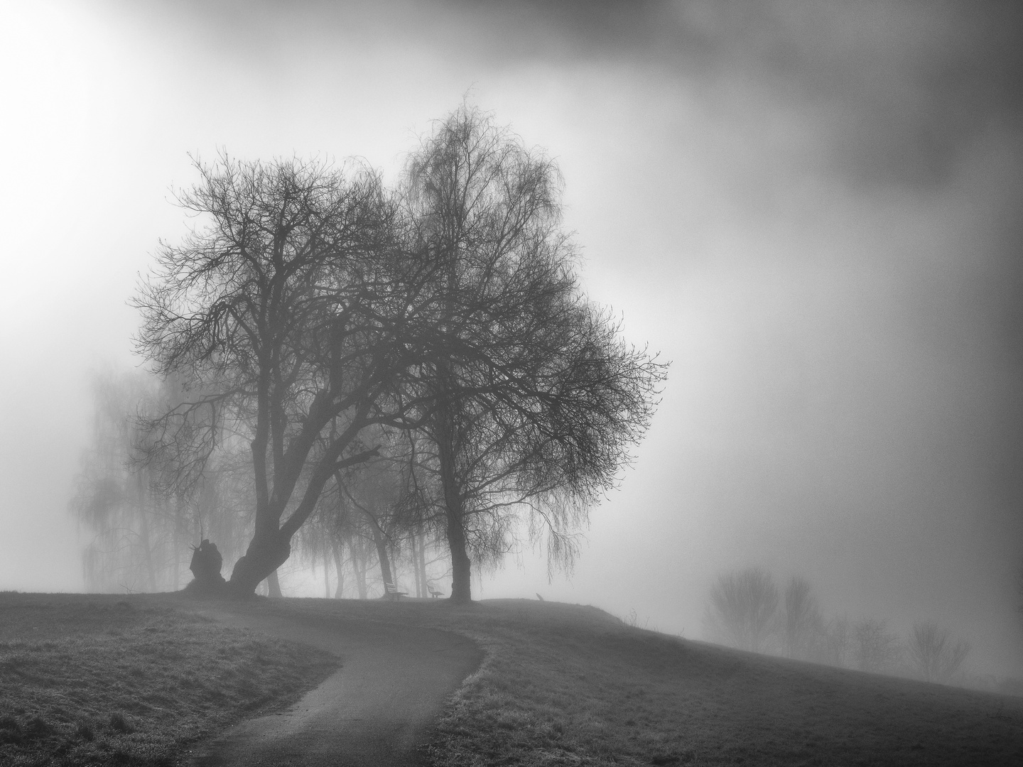 November Foto & Bild | bäume, nebel, november Bilder auf fotocommunity