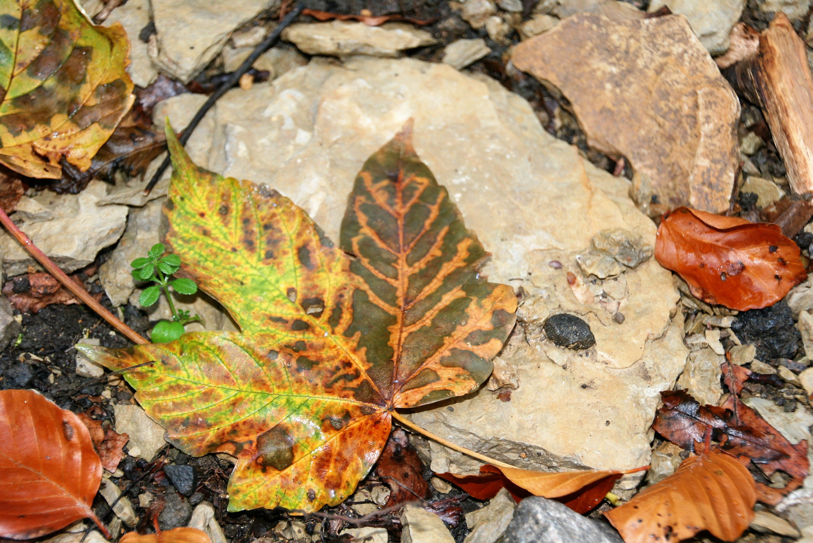 November Foto & Bild | sonstiges, jahreszeiten, herbst Bilder auf ...