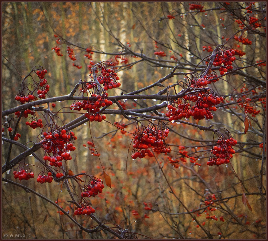 November Foto & Bild | jahreszeiten, herbst, natur Bilder auf fotocommunity