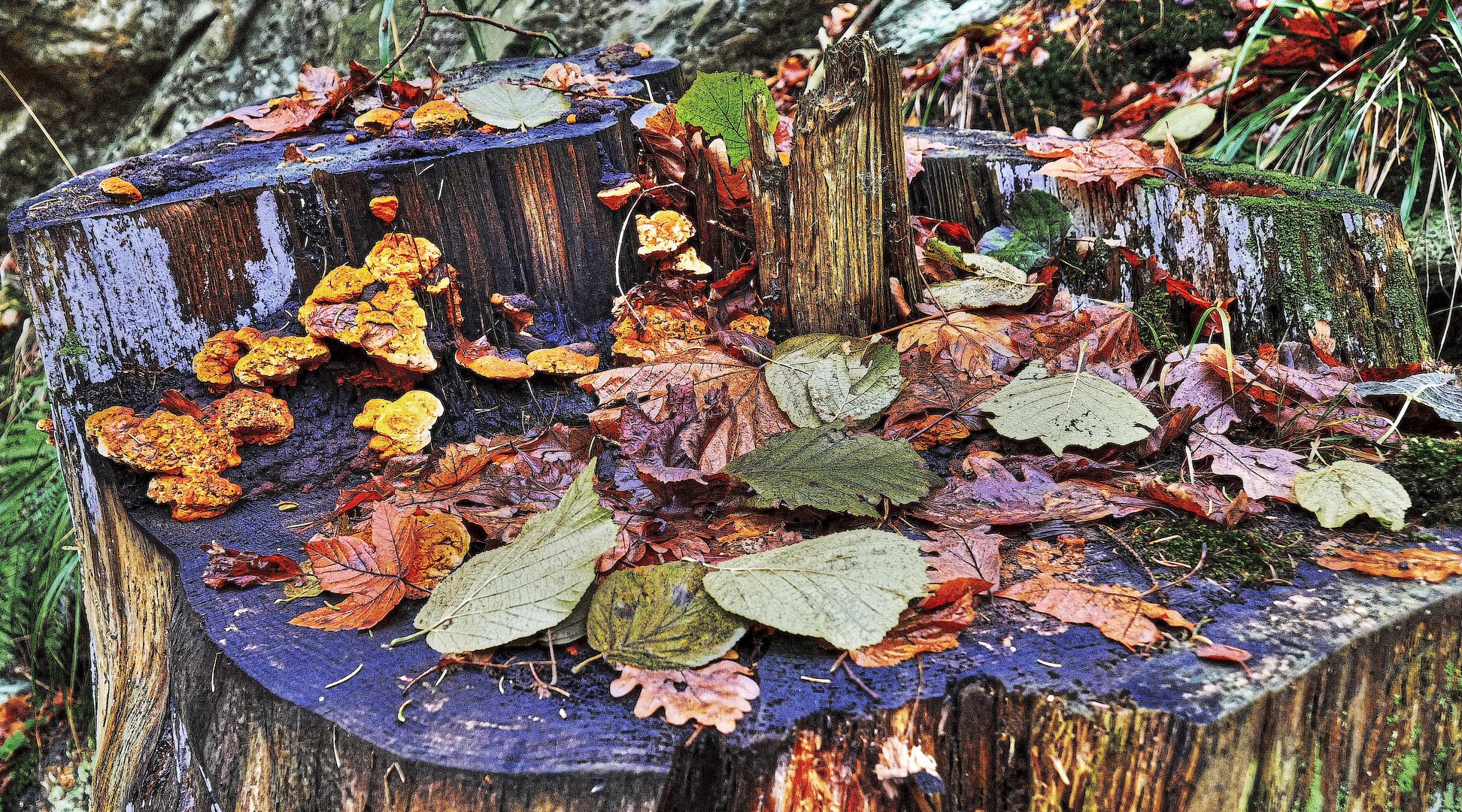 November Foto & Bild | jahreszeiten, herbst, fotos Bilder auf fotocommunity