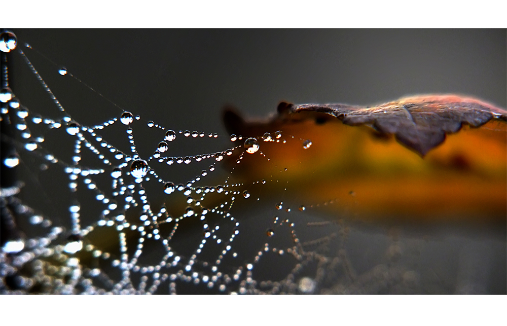 November Foto & Bild | jahreszeiten, herbst, makros Bilder auf ...