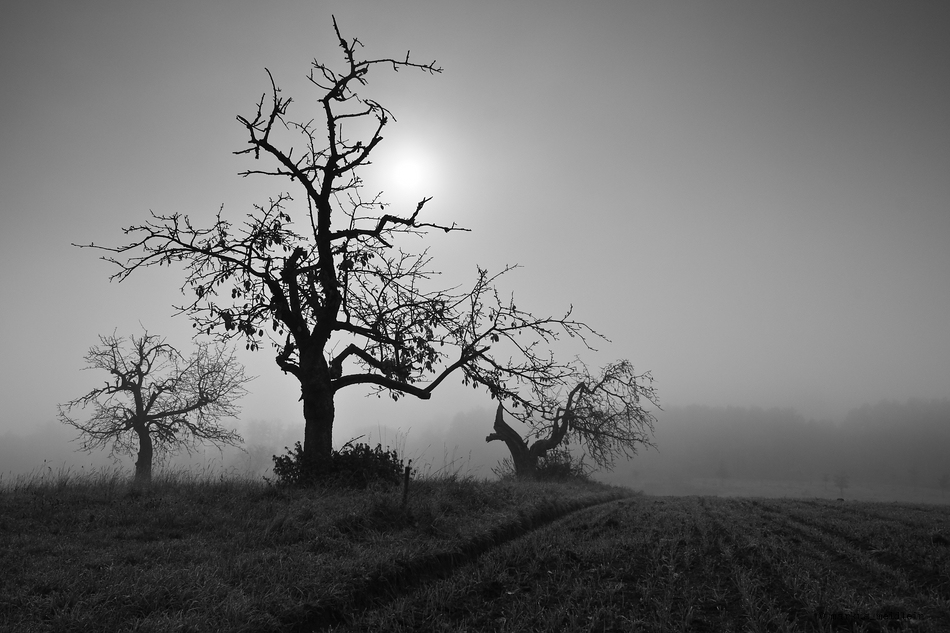 ~november fog~ Foto & Bild | fotokunst, monochrome fine art, spezial ...