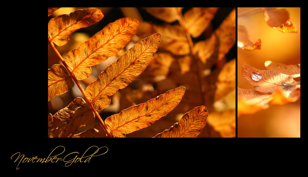 November-Gold Foto & Bild | fotokunst, collagen aus mind. 9 bildern ...