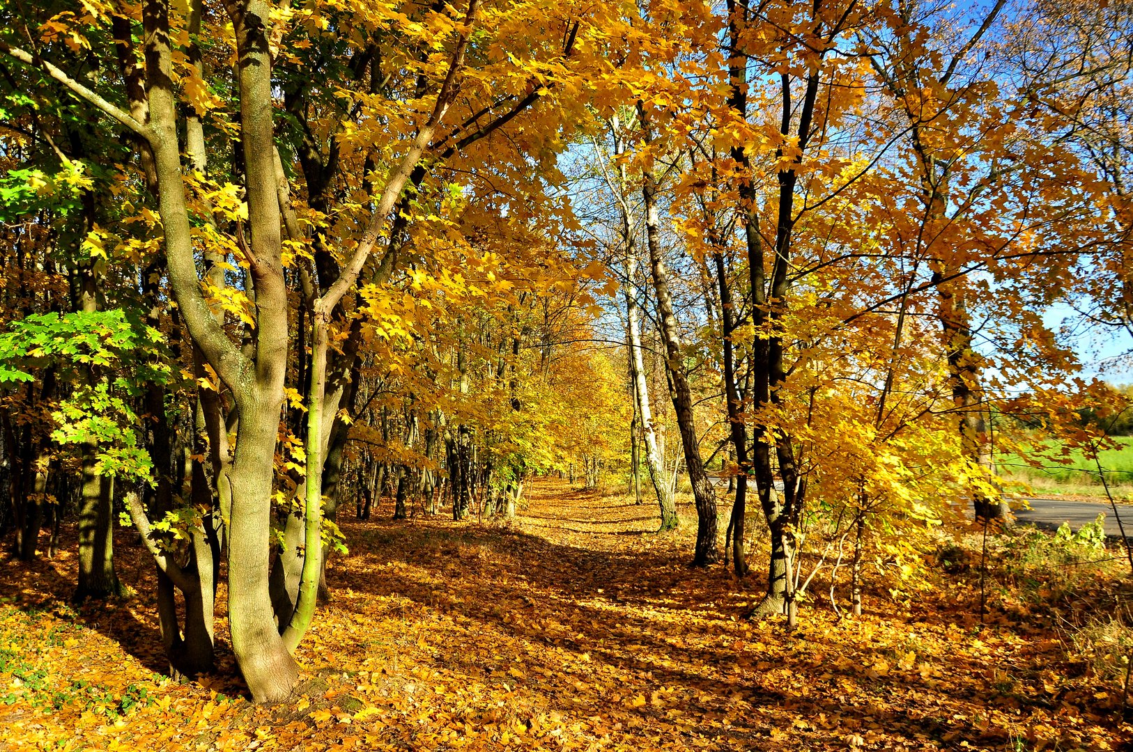 November Herbst..... Foto & Bild | bäume, natur, herbst Bilder auf ...