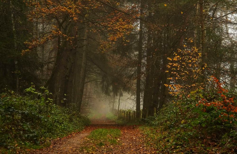 November-Impression Foto & Bild | natur, jahreszeiten, landschaften ...