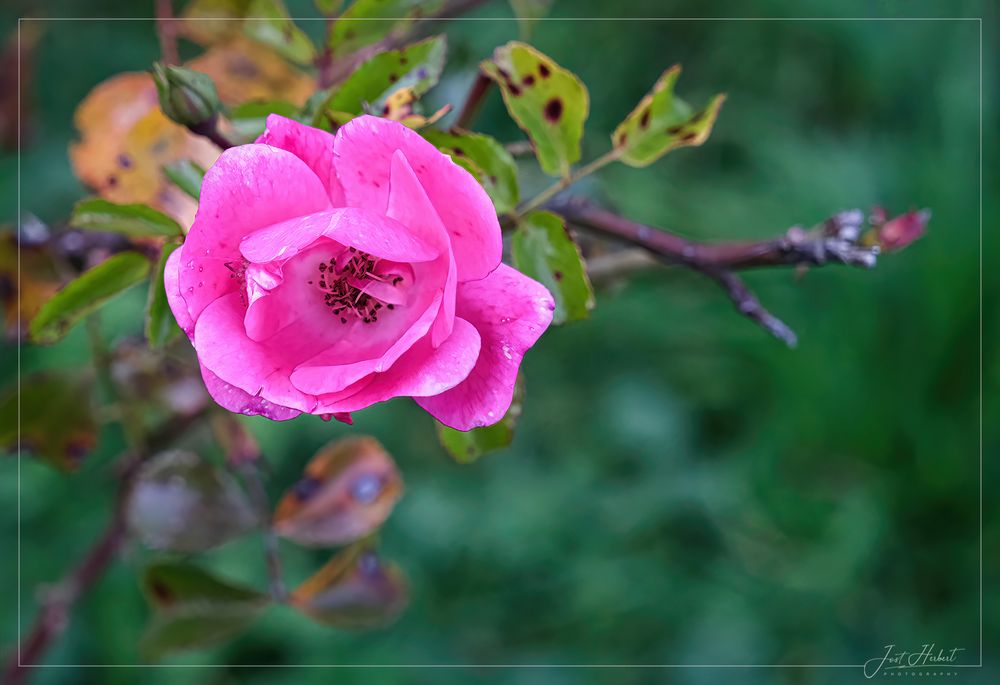 November Röslein ... Foto & Bild | fotos, spezial, makro Bilder auf ...