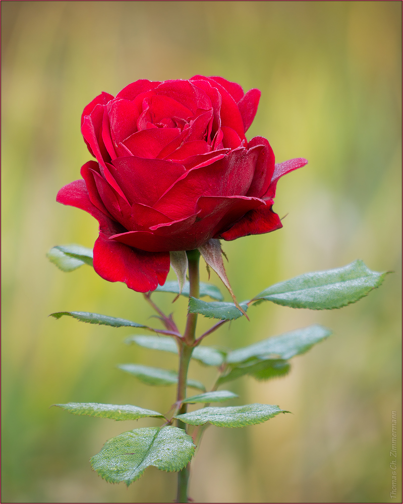 November Rose ... Foto & Bild | pflanzen, pilze & flechten, blüten ... November Rose ... Foto & Bild | pflanzen, pilze & flechten, blüten ...
