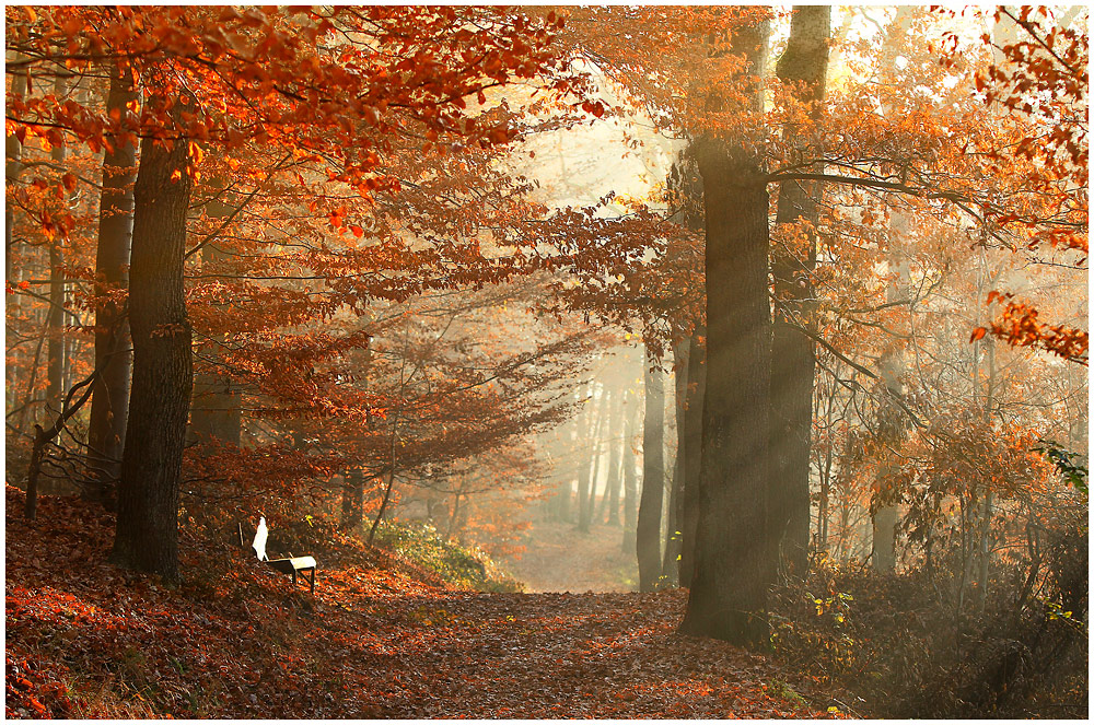 November Wald Foto & Bild | landschaft, wald, natur Bilder auf ...