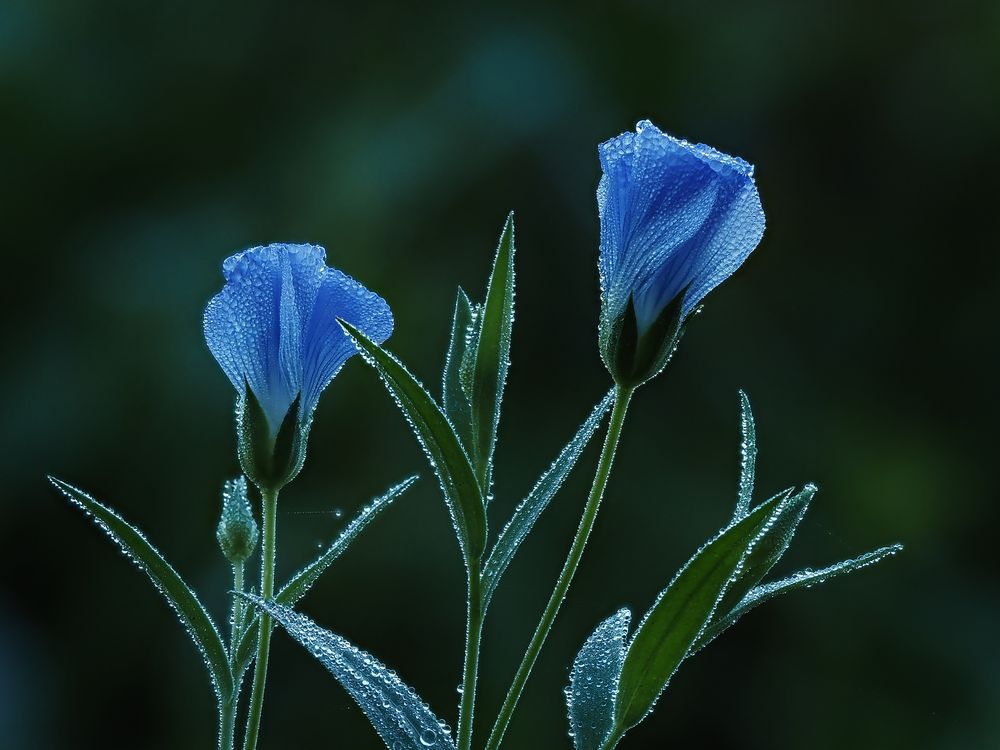 November.Blüten. Foto & Bild | makro, natur, blumen Bilder auf ...