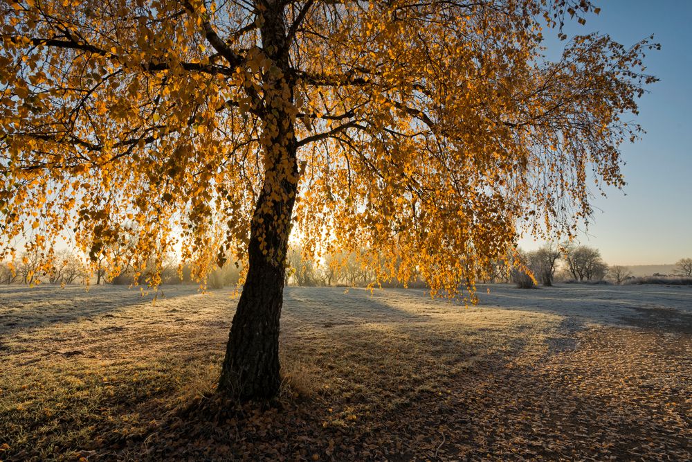 Novembermorgen Foto & Bild | bäume, sonne, baum Bilder auf fotocommunity