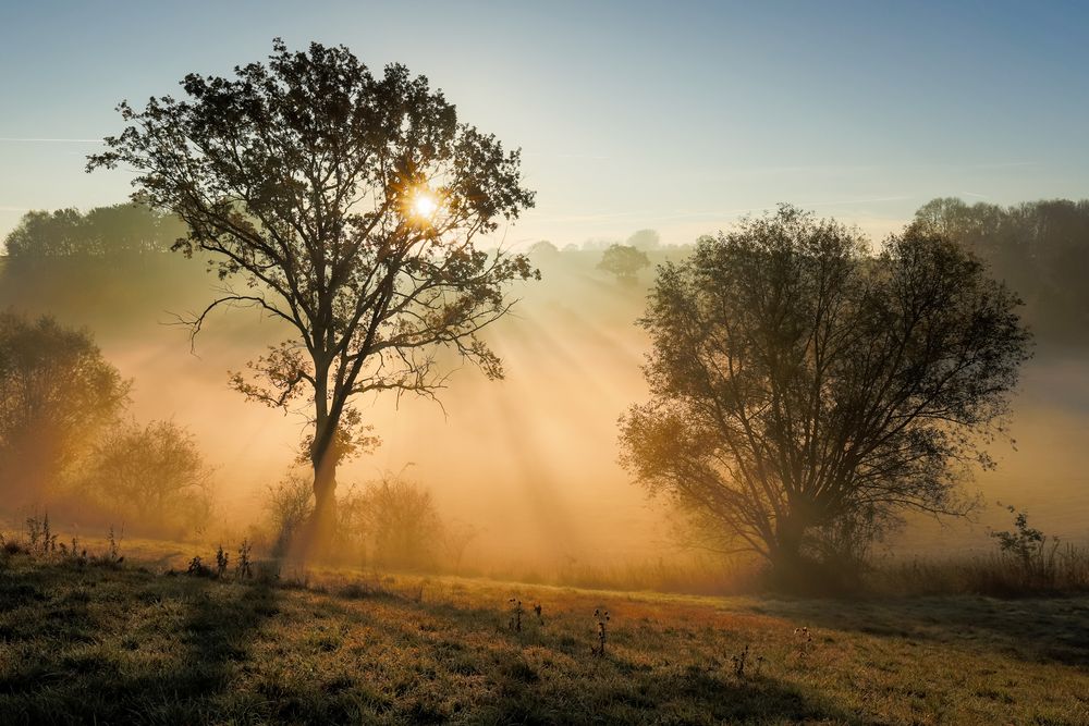 Novembernebel... Foto & Bild | wald, bäume, jahreszeit Bilder auf ...