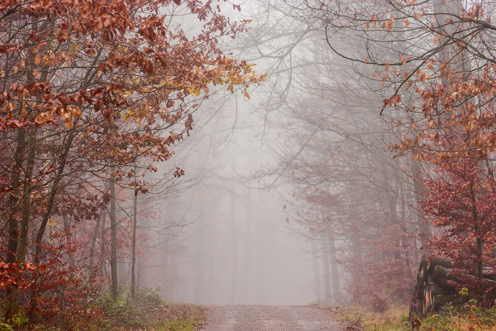 Novembernebel Foto & Bild | pflanzen, pilze & flechten, bäume ...